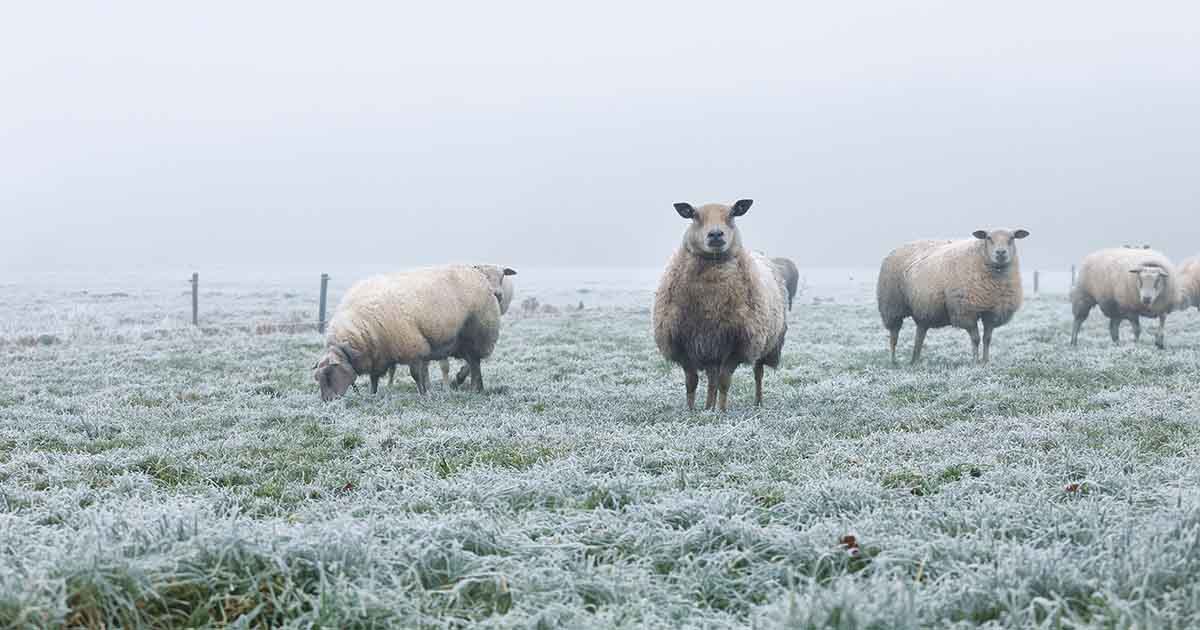 ᐅ Schafskälte: Termin & Wetter-Wissen | TFA Dostmann